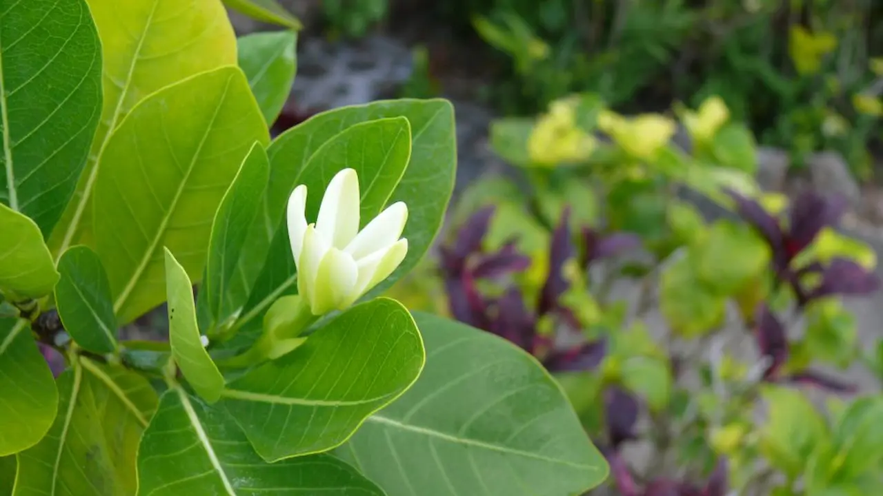 The Polynesian Cultural Center Is: One Ohana, Sharing Aloha